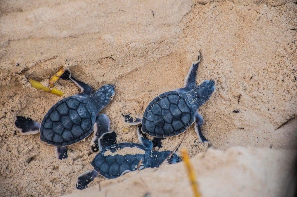 La FPMC registró mil 621 nidos de tortuga marina en Punta Sur - News ...